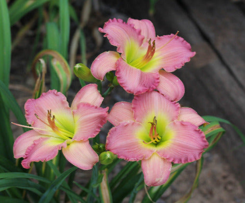 Daylily Absolute Treasure – Stout Gardens at Dancingtree