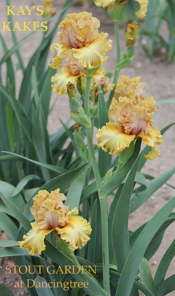 Iris Kay's Kakes – Stout Gardens at Dancingtree