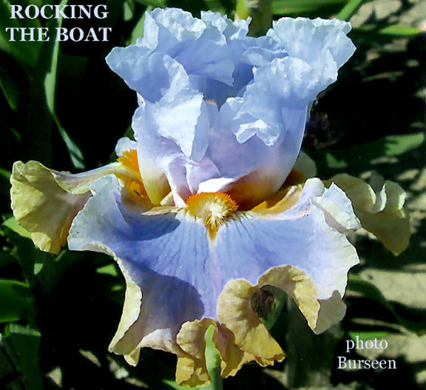 Iris Rocking The Boat – Stout Gardens at Dancingtree