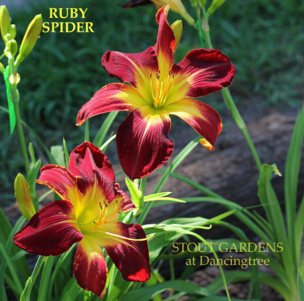Daylily Ruby Spider – Stout Gardens at Dancingtree